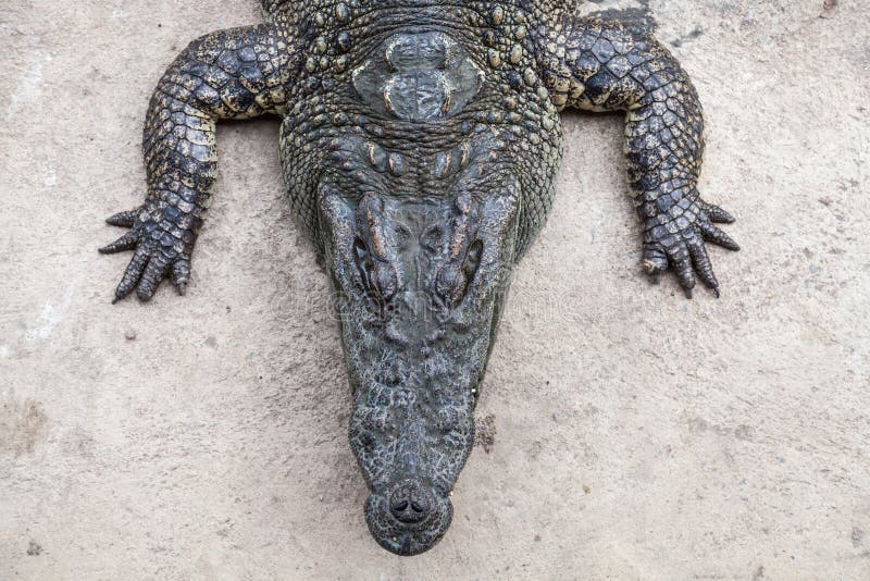 Crocodile. stock image. Image of animal, skin, summer - 30568089