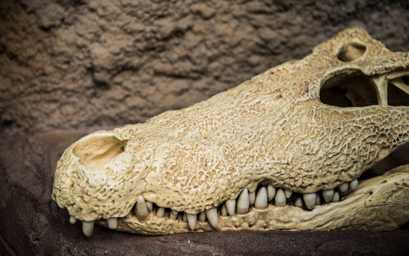 Crocodile bones stock image. Image of animal, block, geologic - 51249635