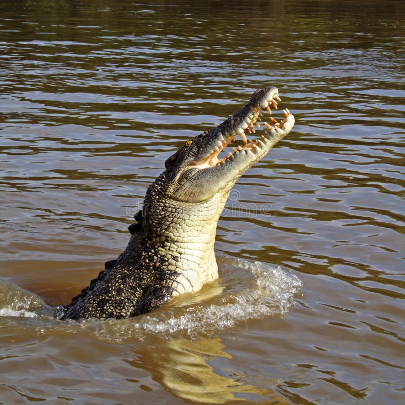 Crocodile Branchant Sauvage D'eau De Mer, Australie Image stock - Image ...
