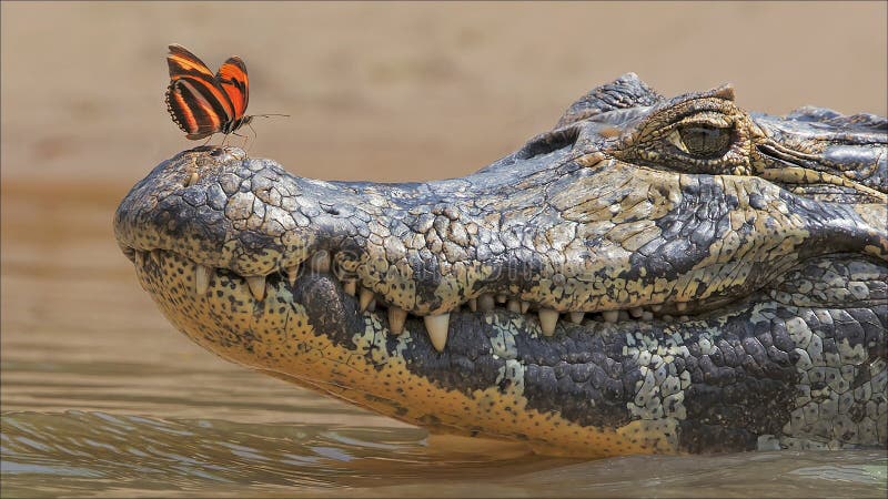 Crocodile and butterfly. stock image. Image of cute - 241339463