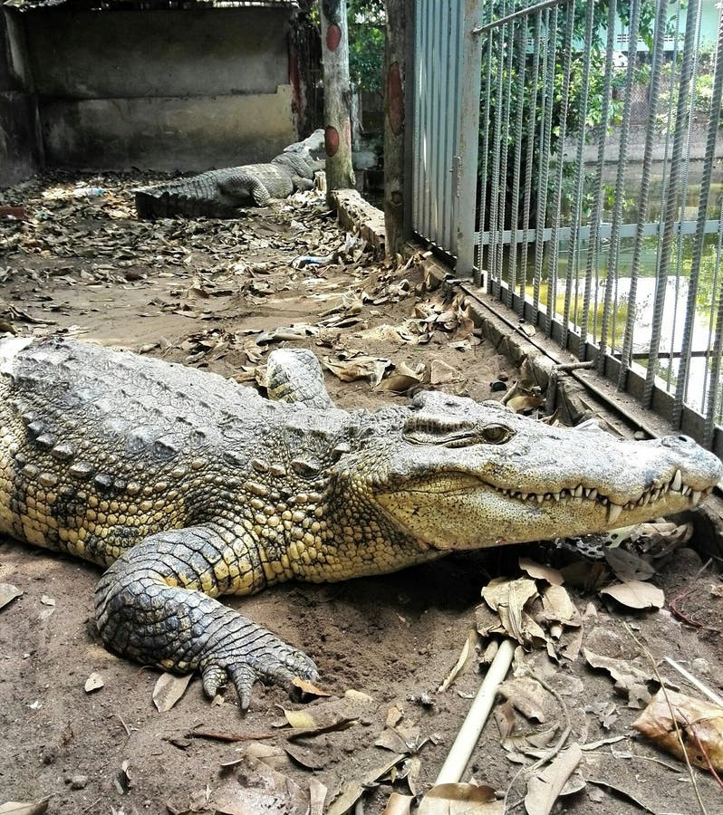 Crocodile cage diving stock photo. Image of male, hunt - 34035330