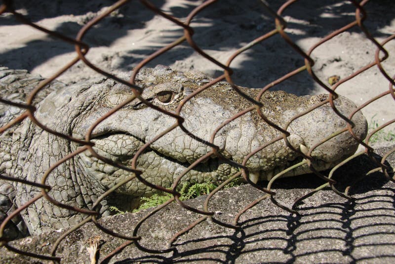 Crocodile in the cage. stock photo. Image of animal, carnivore - 79910040