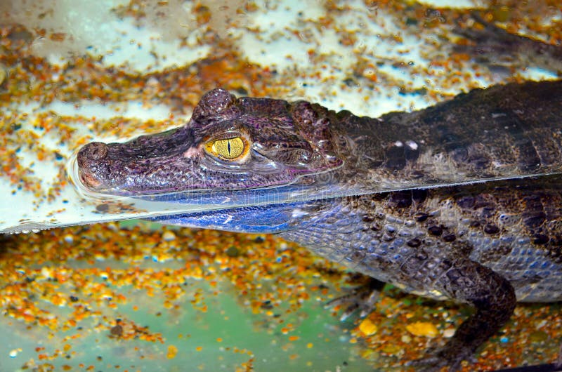 Crocodile caiman stock image. Image of bone, change, caiman - 89140893