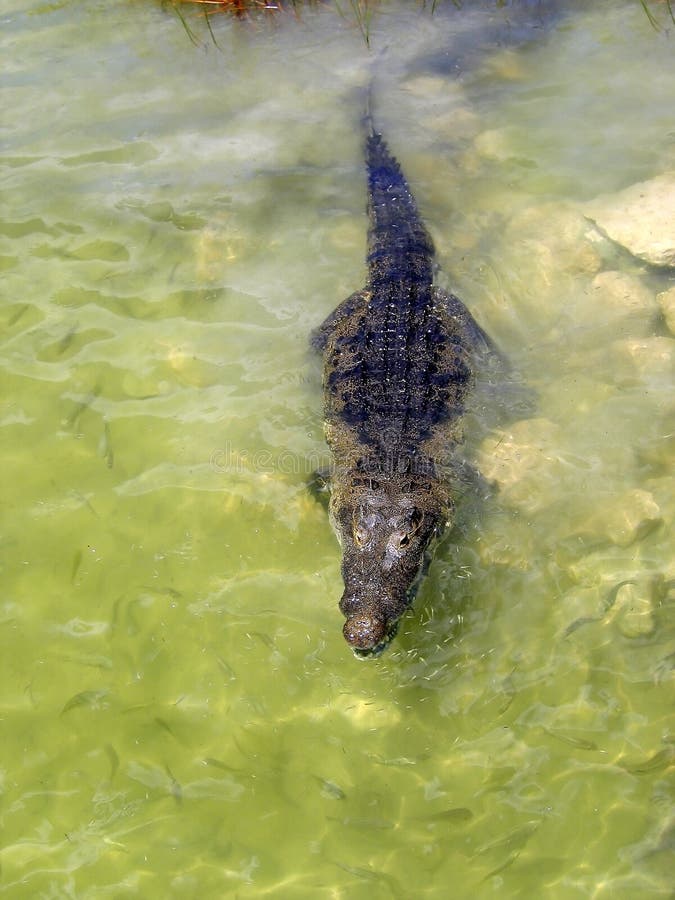 Crocodile Cayman in Lake Central America Stock Photo - Image of ...