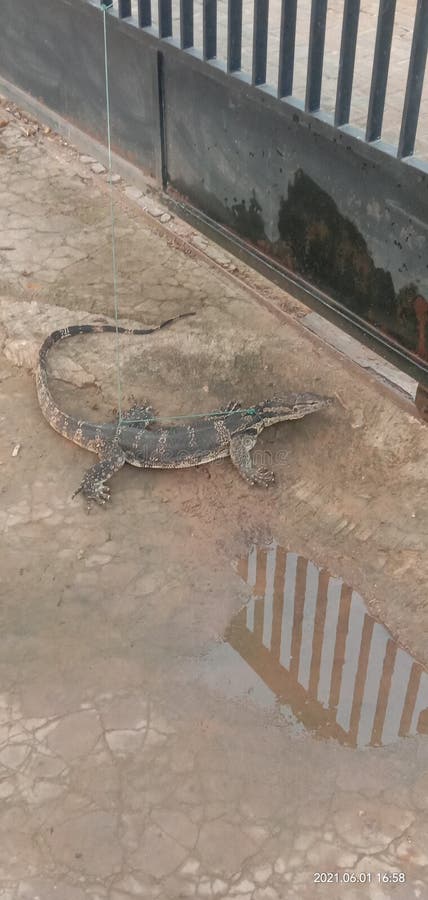 A crocodile child cute stock image. Image of cute, reptil - 262137955