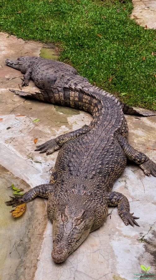 Crocodile stock image. Image of human, wildlife, crocodile - 261682871