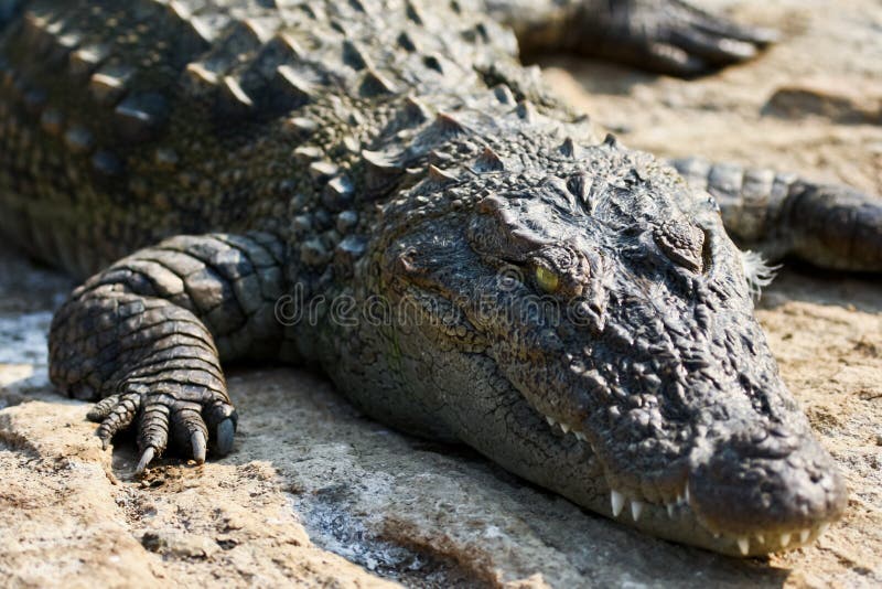 Wild Marsh Crocodile Close-up, with Eyes, Skin Texture and Teeth ...