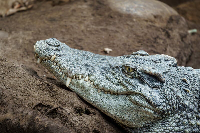 Crocodile Close-Up: a Glimpse into Nature S Fierce Predator Stock Image ...
