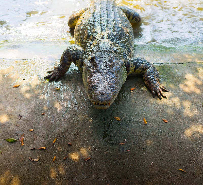The Crocodile that is Creeping Forward Stock Photo - Image of frog ...
