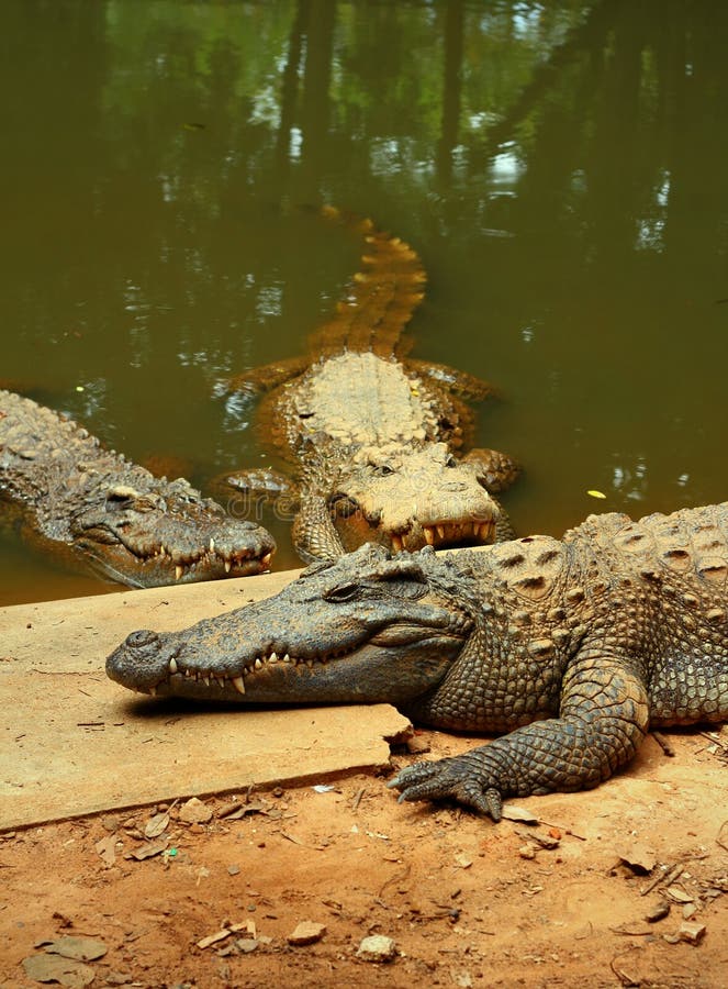 Crocodile stock image. Image of alligator, outdoors, predator - 51070275