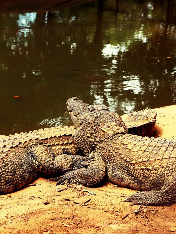 Crocodile stock image. Image of animal, tropical, river - 51070399
