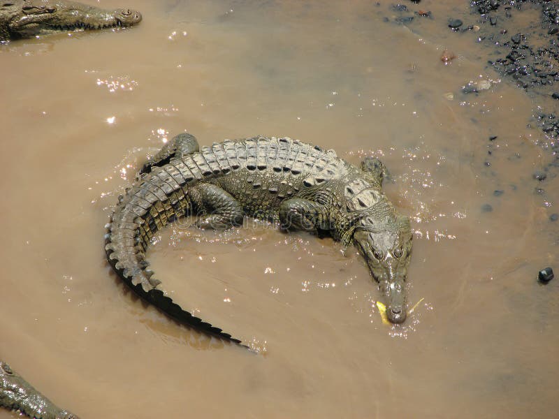 Crocodile in Curled Position Stock Photo - Image of reptile, tourism ...