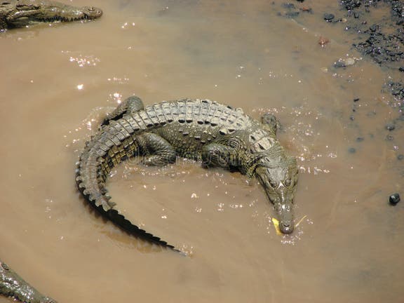 Crocodile in Curled Position Stock Photo - Image of reptile, tourism ...