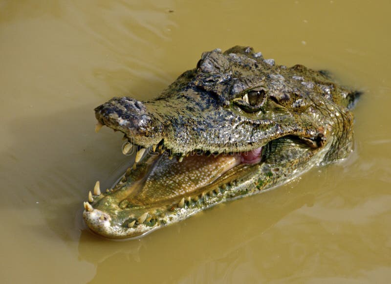 49,977 Crocodile Photos libres de droits et gratuites de Dreamstime