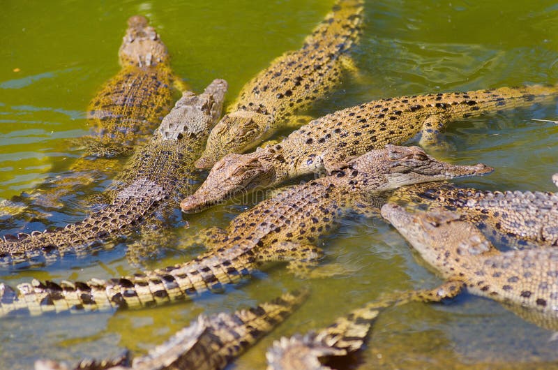 Crocodile d'eau de mer image stock. Image du estuaire - 22742735