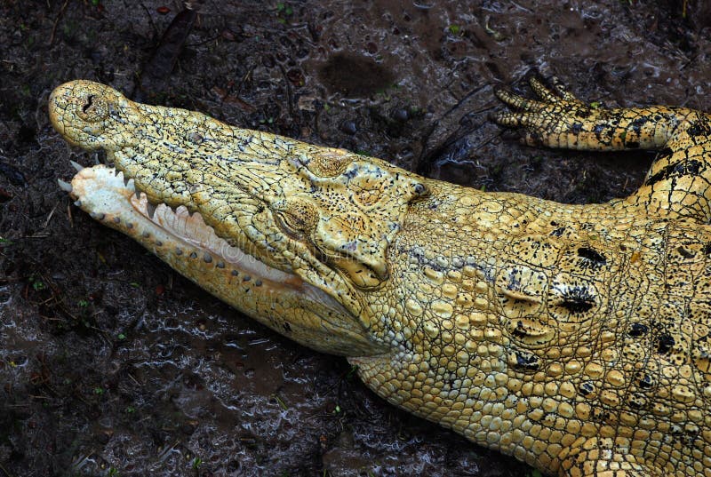 Crocodile D'eau De Mer Sous La Pluie Image stock - Image du reptile ...