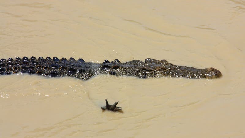 Dents De Crocodile D'eau De Mer, Queensland, Australie Photo stock ...