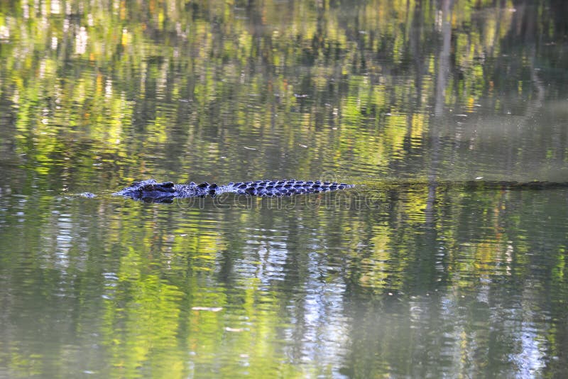 Crocodile D'eau De Mer De Natation, Queensland, Australie Image stock ...