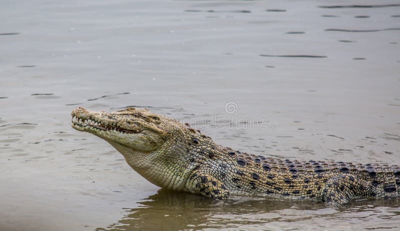 Crocodile d'eau de mer III photo stock. Image du force - 19506200