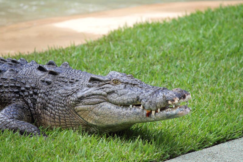 Crocodile d'eau de mer photo stock. Image du faune, peau - 34086448
