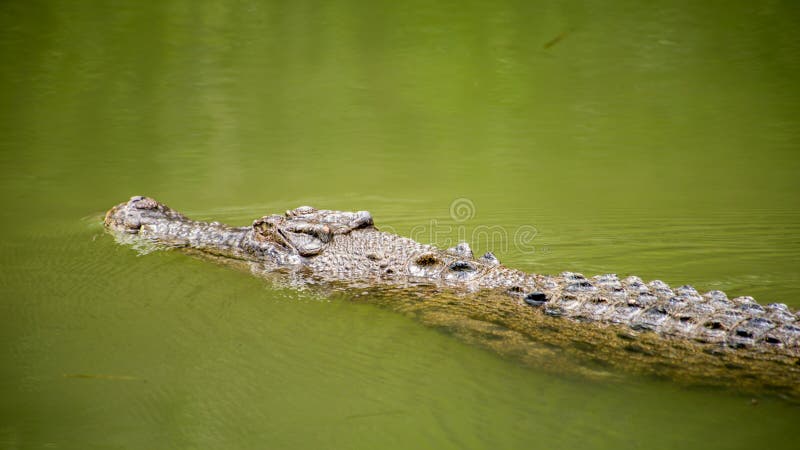 Crocodile D'eau De Mer De Natation, Queensland, Australie Image stock ...