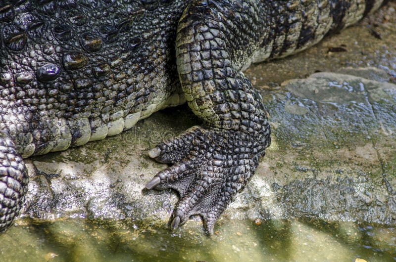265 Patte De Crocodile Photos libres de droits et gratuites de Dreamstime