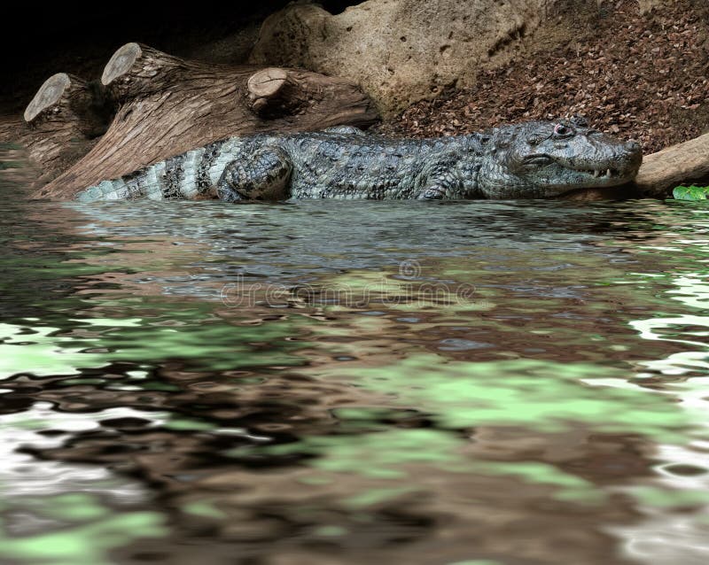 Crocodile Descends into the Water Stock Image - Image of tropical ...
