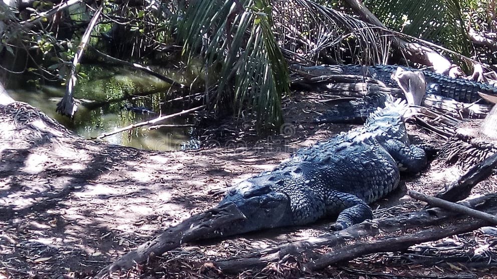 Crocodile... stock photo. Image of scared, simple, crocodile - 87741912