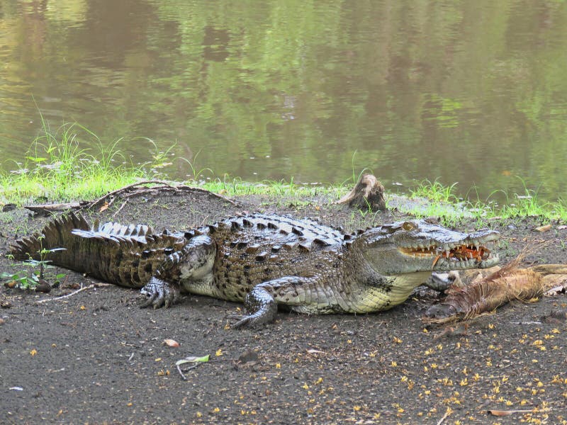 Crocodile eating fish stock image. Image of carnivorous - 10727113