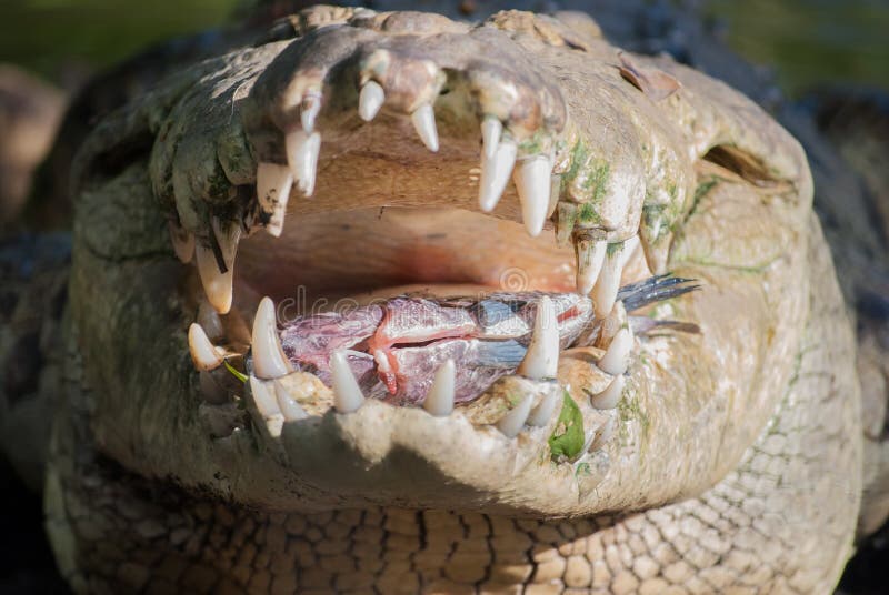 1,558 Crocodile Eating Stock Photos - Free & Royalty-Free Stock Photos ...