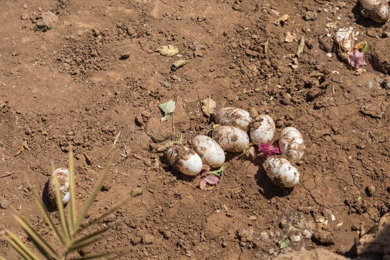 Crocodile Eggs in the Sand and Hatching Crocodiles Stock Image - Image ...