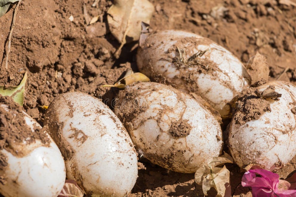 Crocodile Eggs in the Sand and Hatching Crocodiles Stock Photo - Image ...