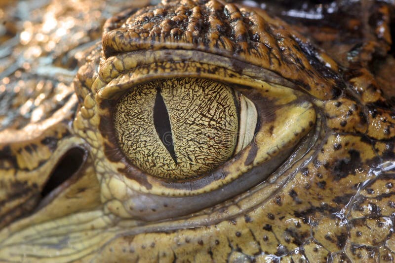 Crocodile eye stock image. Image of nature, blink, tropic - 10201281