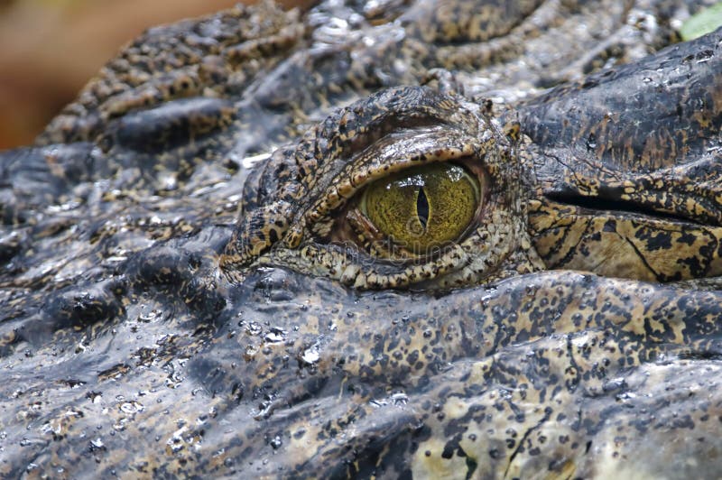 Crocodile eye Close up stock image. Image of head, danger - 80346287