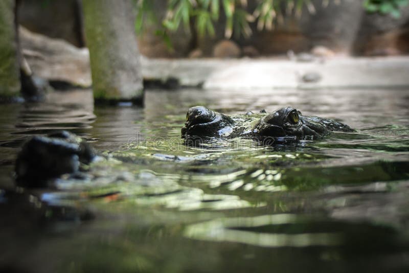 Crocodile Eyes in the Deep Water. Stock Image - Image of hungry, water ...