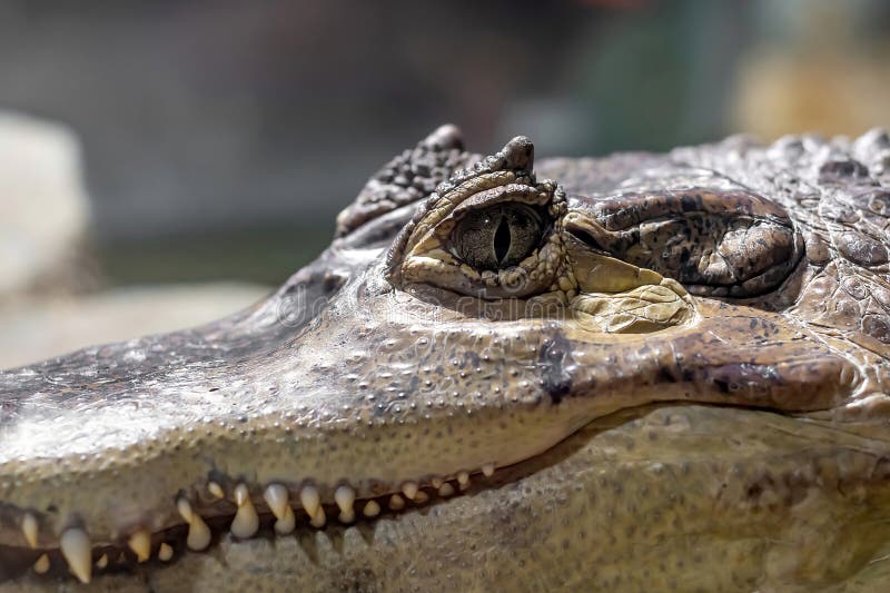 3,607 Crocodile Face Stock Photos - Free & Royalty-Free Stock Photos ...