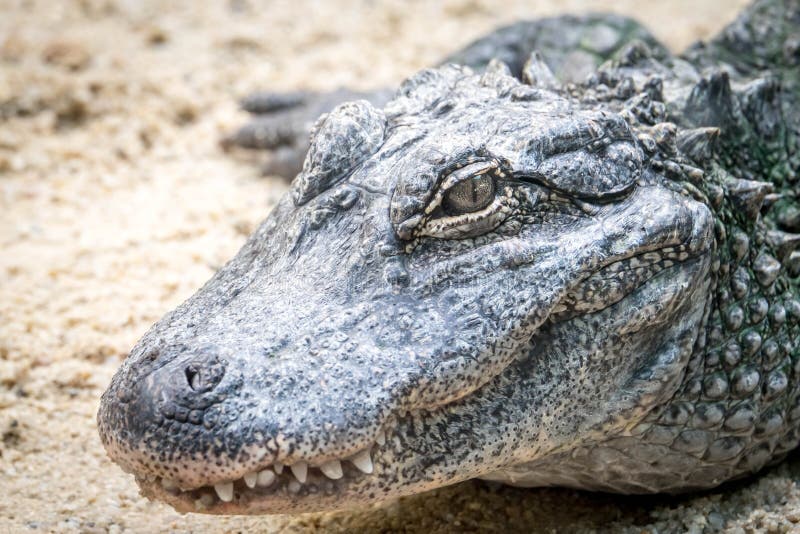 Two Crocodile Face Each Other In Mangrove Swamp Stock Image - Image of ...