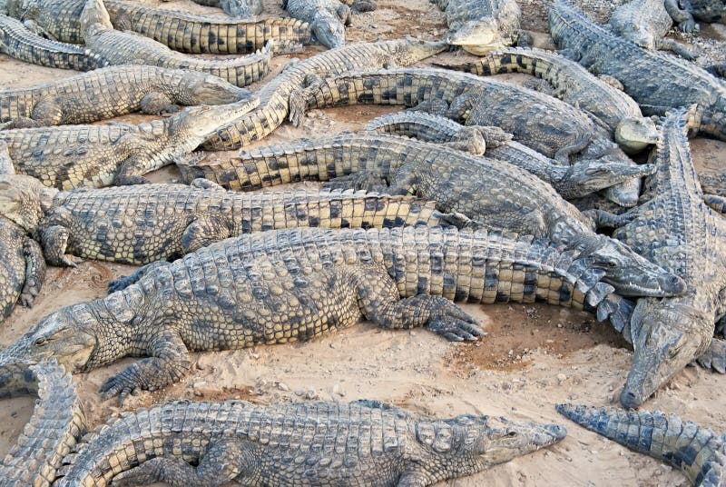 The crocodile farm stock image. Image of danger, nature - 12446003