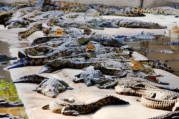 All Alligator Croc Species Stock Photos - Free & Royalty-Free Stock ...