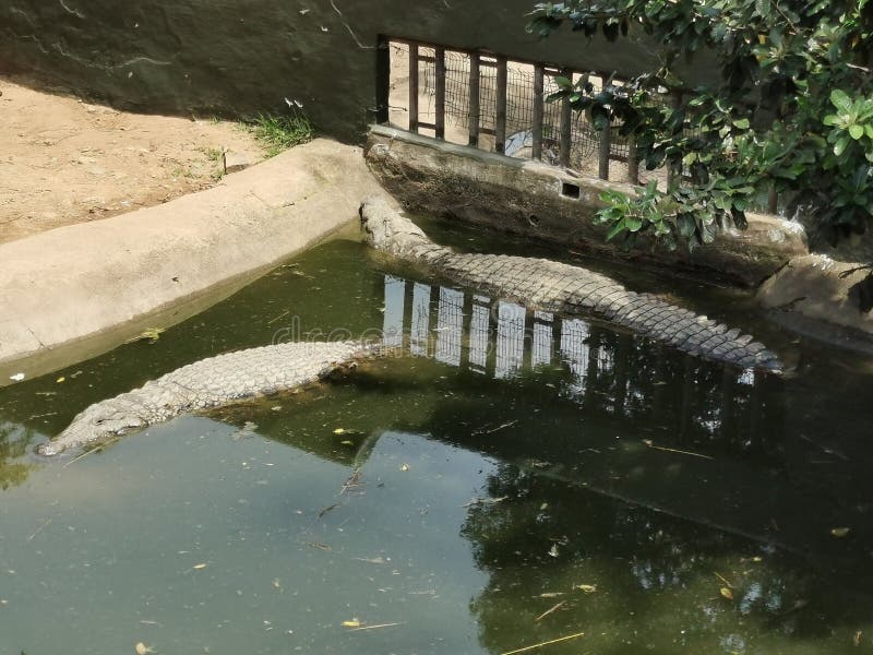 The Crocodile Farm stock image. Image of bridge, backyard - 178170087
