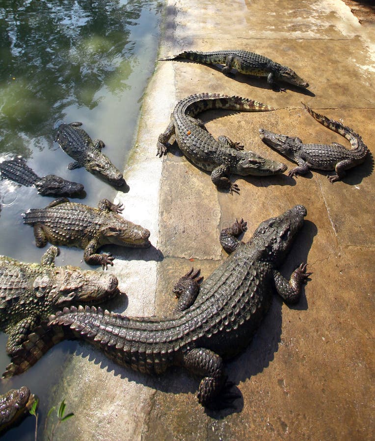 Crocodile Farm stock image. Image of teeth, nature, thailand - 19251985
