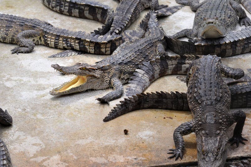 Samutprakan Crocodile Farm and Zoo 5 Stock Image - Image of performing ...