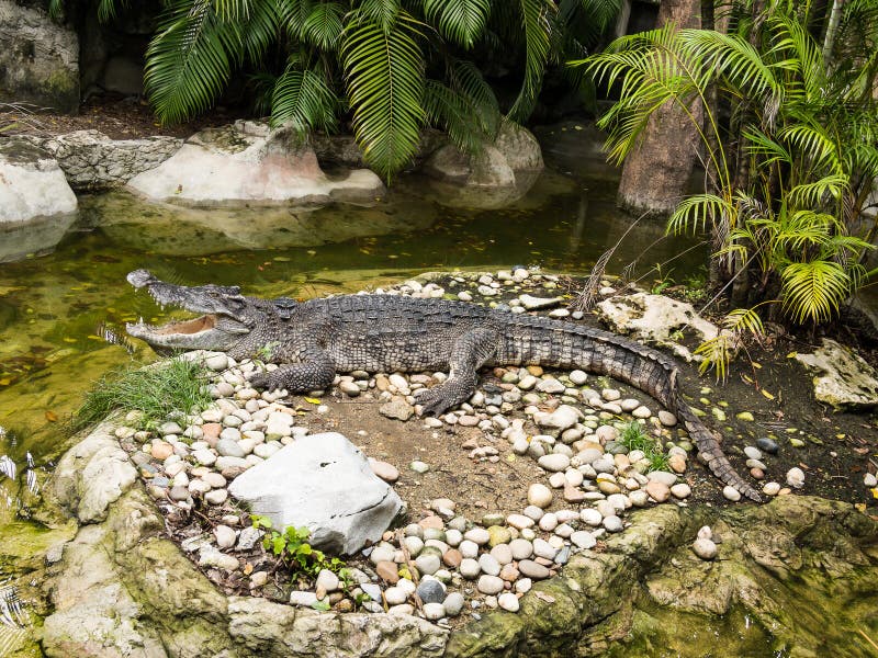 Crocodile stock photo. Image of island, reptile, jaws - 61110402
