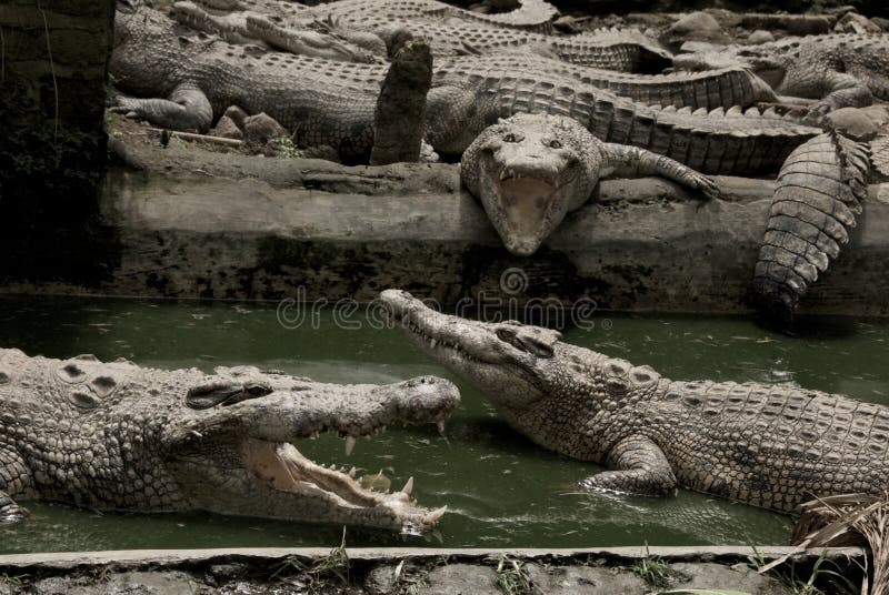 Crocodile farm stock image. Image of reptile, indonesia - 6425301