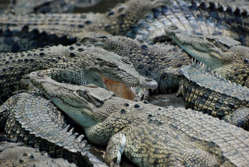 Crocodile Farm stock photo. Image of leather, cairns, tooth - 9202210