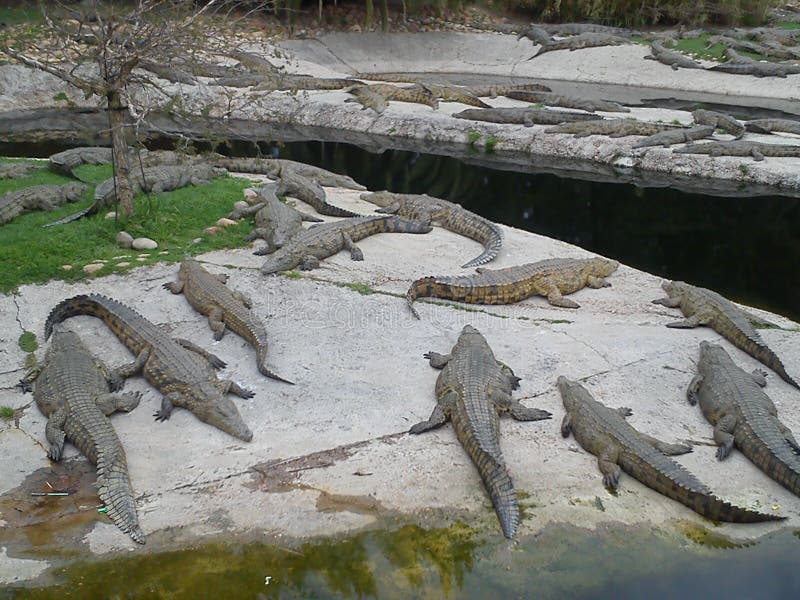 Crocodile Farm editorial photography. Image of scales - 50284162