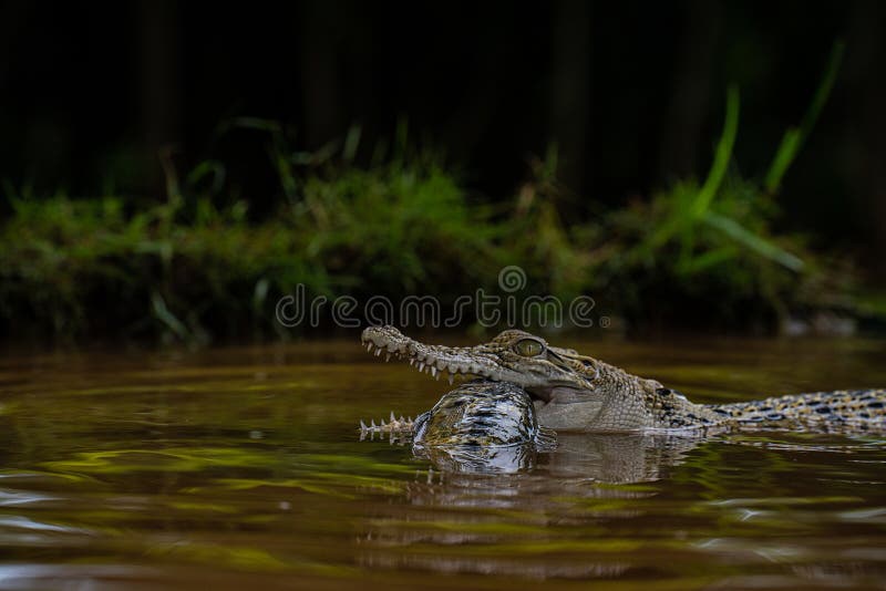 Crocodile Feasting Stock Photos - Free & Royalty-Free Stock Photos from ...