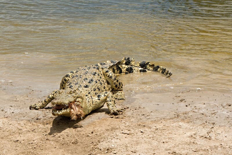 Feeding Crocodile Farm Australia Stock Photos - Free & Royalty-Free ...