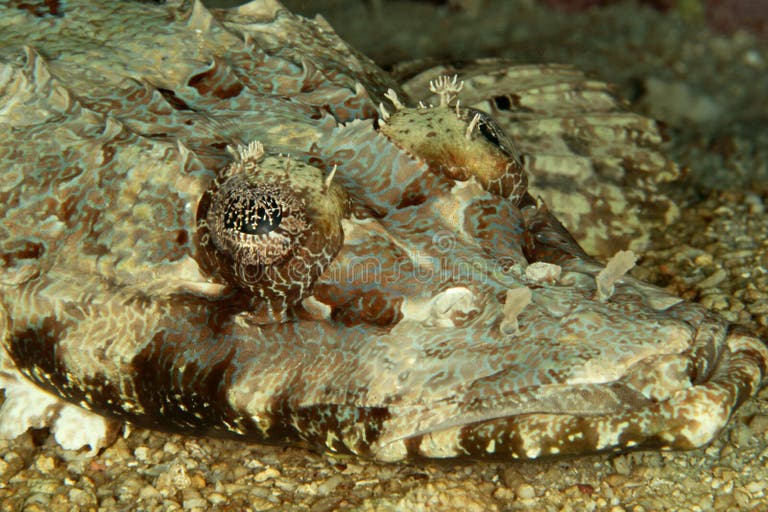 Crocodile fish stock image. Image of creatures, marine - 11552249