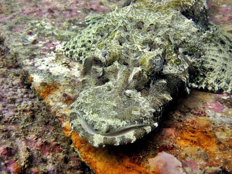 Crocodile Fish stock image. Image of crocodile, aquatic - 376807